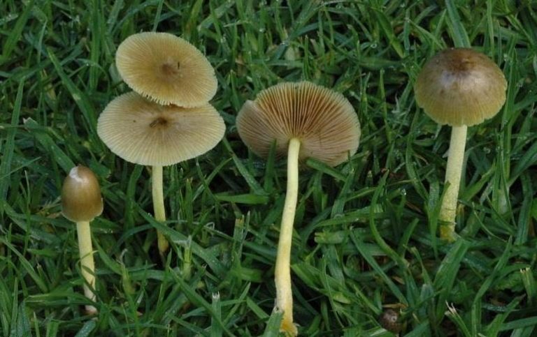 Bolbitius variicolor