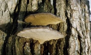 Phellinus rimosus