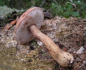 Tylopilus felleus