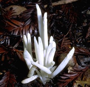 Clavaria vermicularis