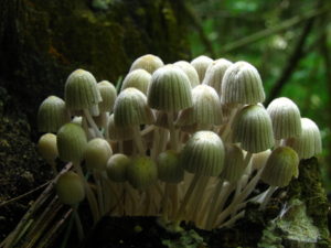 Coprinellus disseminatus (Fairy Inkcap): Benefits & Identification