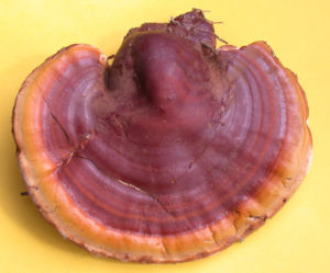 Ganoderma oregonense