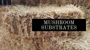 The Ultimate Guide to Mushroom Substrates: Which one is Best?