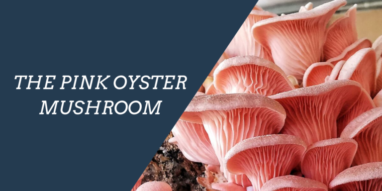 Pink Oyster Mushroom Pleurotus Djamor Benefits Of A Hobbyists Favorite