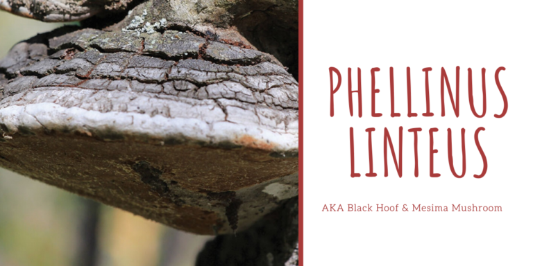 Phellinus linteus: Science Based Benefits of the Mesima Mushroom