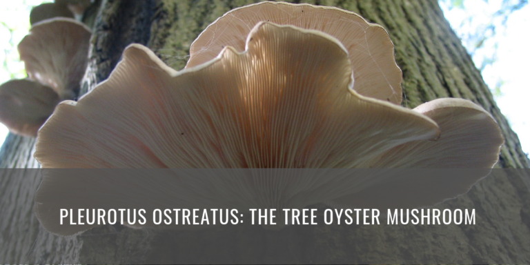 Pleurotus Ostreatus Tree Oyster Mushroom Benefits Identification
