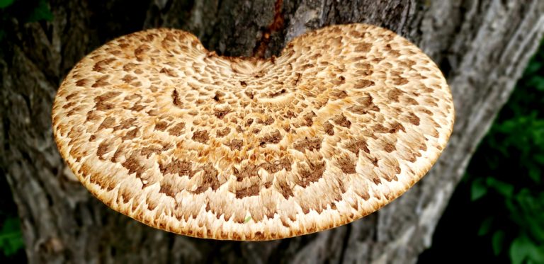 Pheasant Back Mushroom: Dryad’s Saddle Benefits and Identification