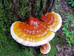 Ganoderma tsugae (Songshan Lingzhi): Health Benefits & Identification