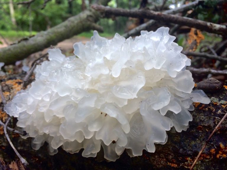 Tremella fuciformis (White Snow Fungus): Benefits & Identification