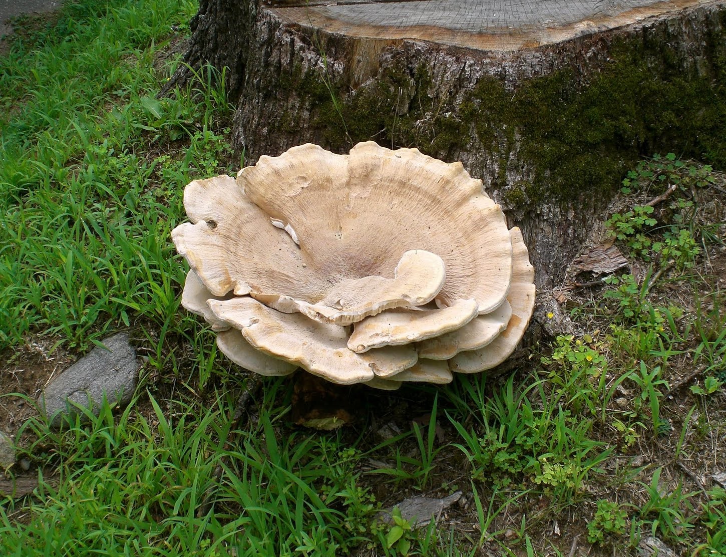 Bondarzewia Berkeleyi Berkeley s Polypore Identification Information Bondarzewia Berkeleyi Berkeley s Polypore Identification Information
