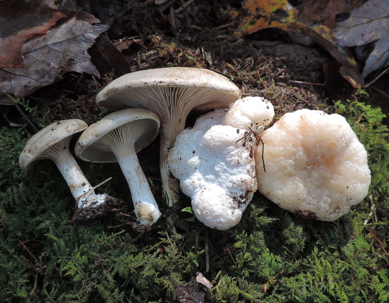 Entoloma Abortivum: The Shrimp of the Woods Mushroom