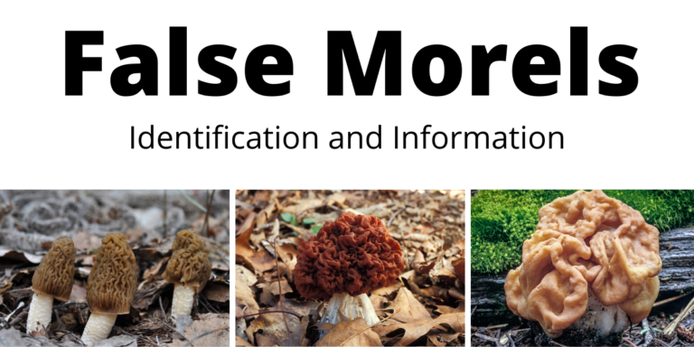 False Morel Mushrooms: Identification of the “Fake” Morels that Poison