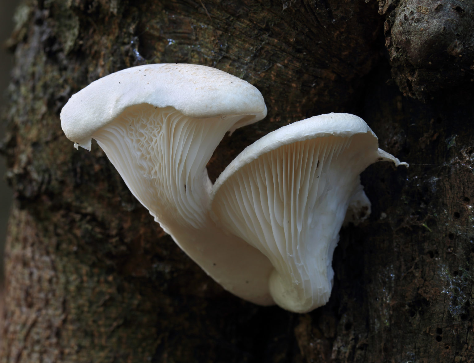 Pleurotus Dryinus: The Veiled Oyster Mushroom