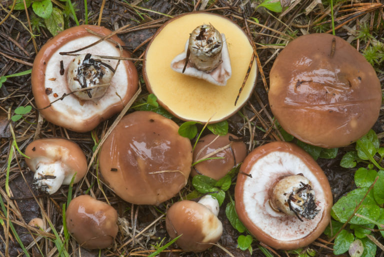 Suillus luteus: All About The Slippery Jack Mushroom