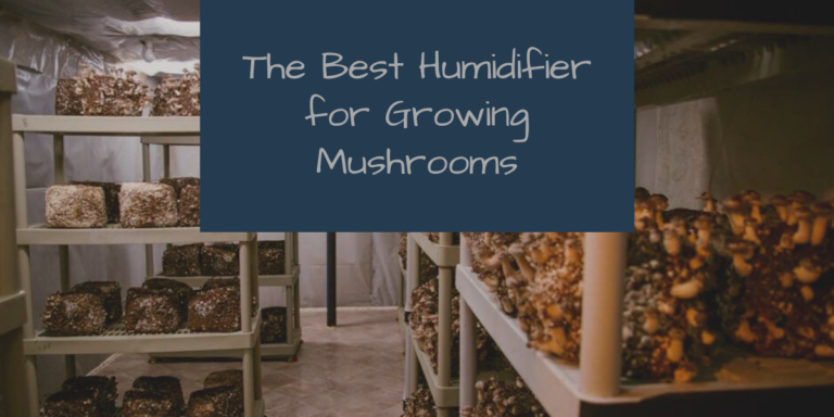 The Best Humidifiers for Growing Mushrooms in 2022