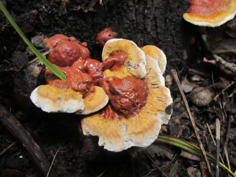 Ganoderma Sessile: Identification, Look-alikes and Benefits