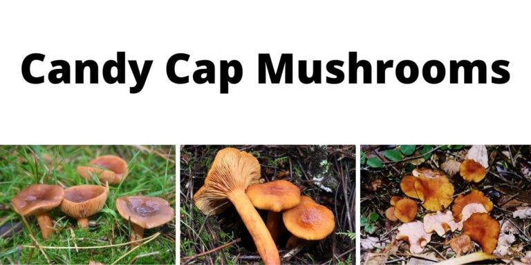 Candy Cap Mushrooms: Identification, Look-Alikes & More