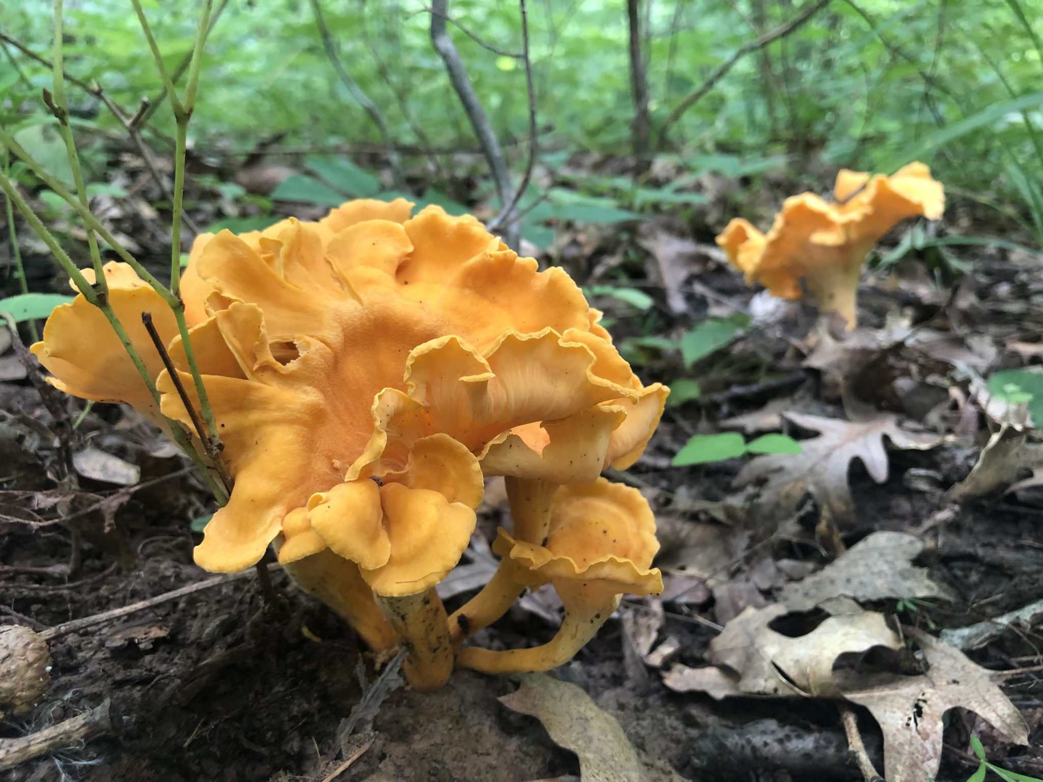 Cantharellus Lateritius: Smooth Chanterelle Mushroom Identification & Info