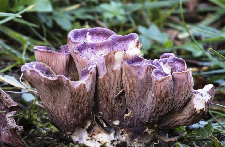 Gomphus Clavatus: Pigs Ear Mushroom Identification and Benefits