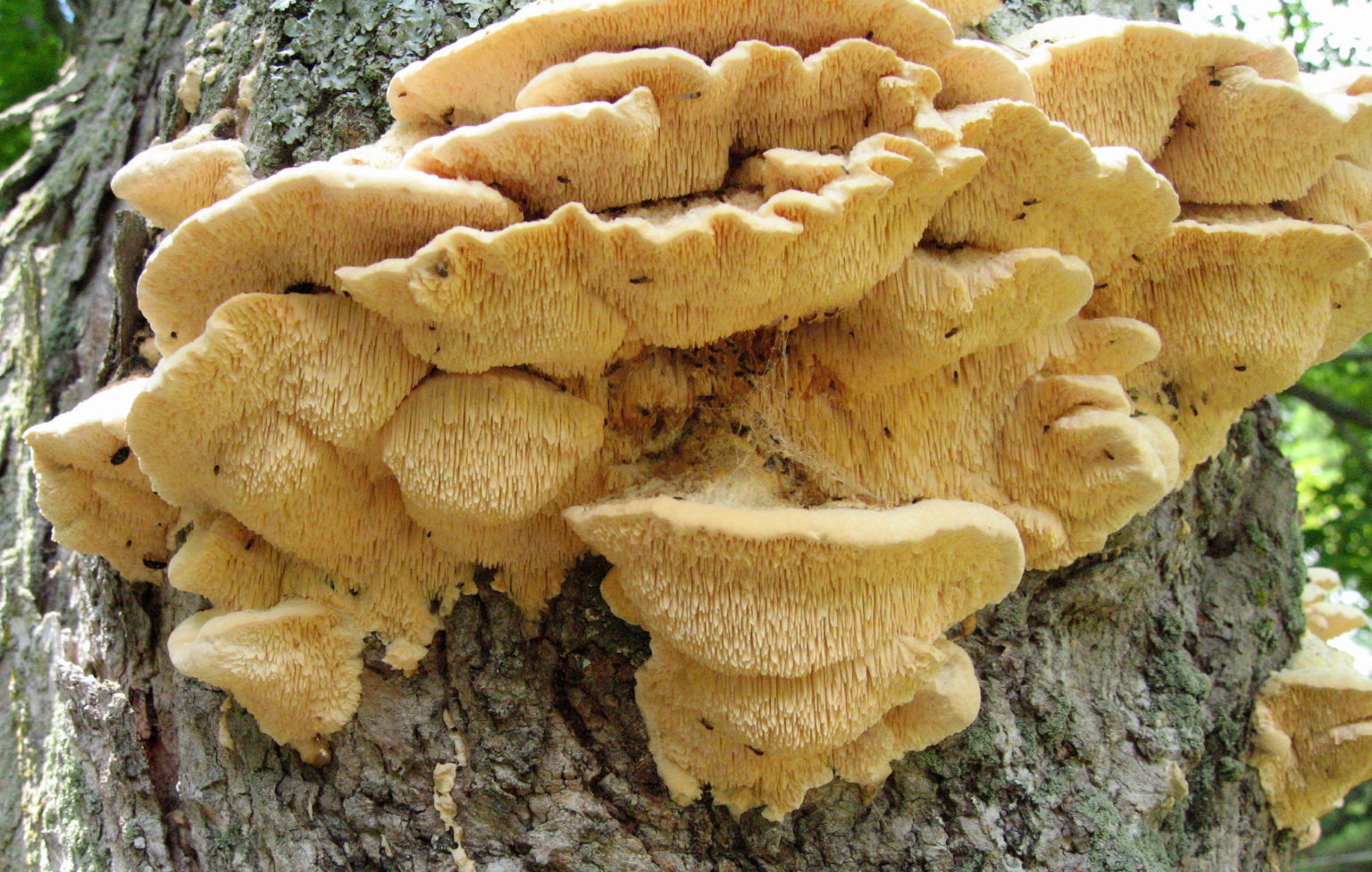 Climacodon septentrionalis: Northern Tooth Fungus Identification & Info