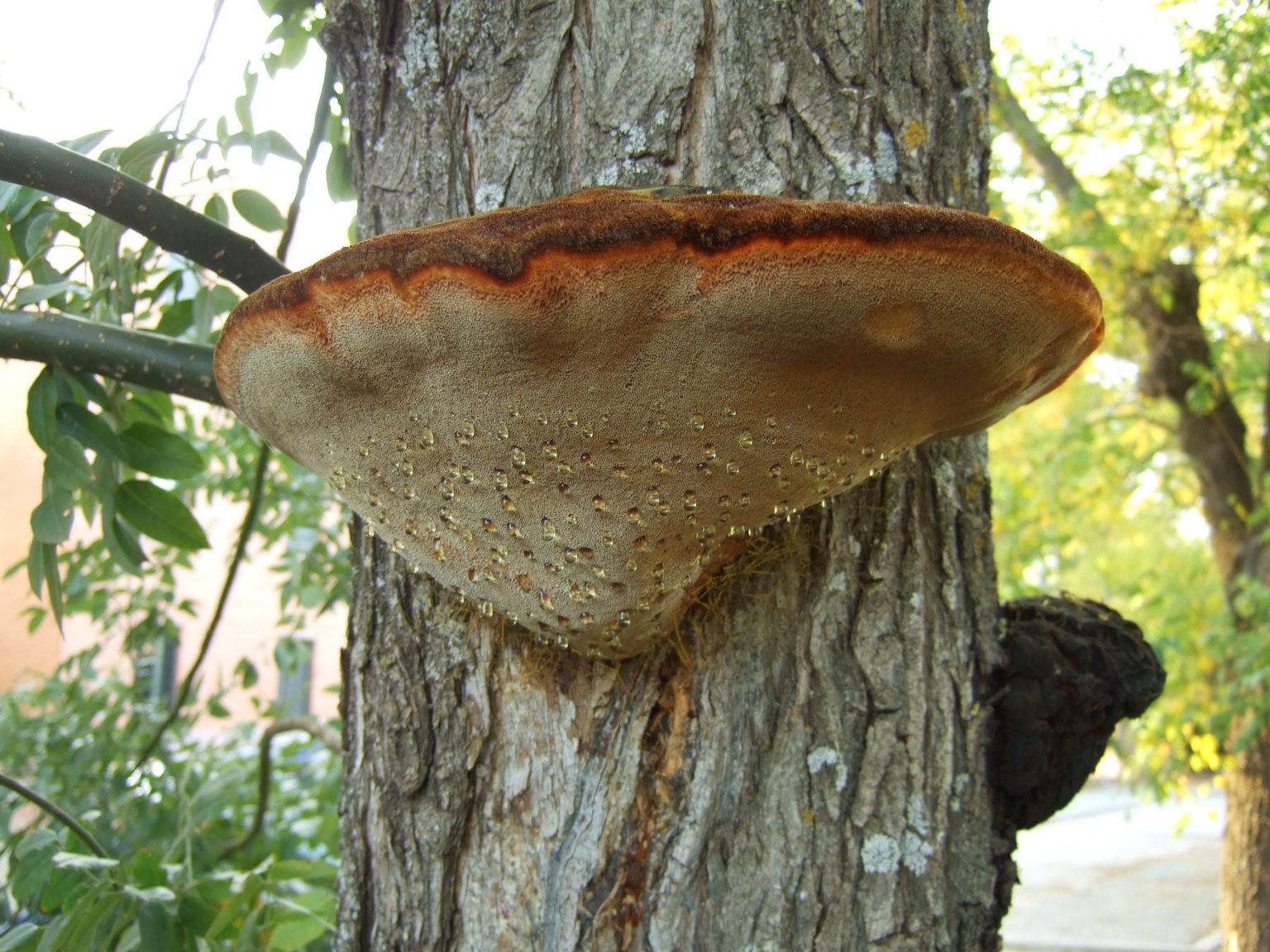 Inonotus Hispidus: The Shaggy Bracket Identification and Benefits