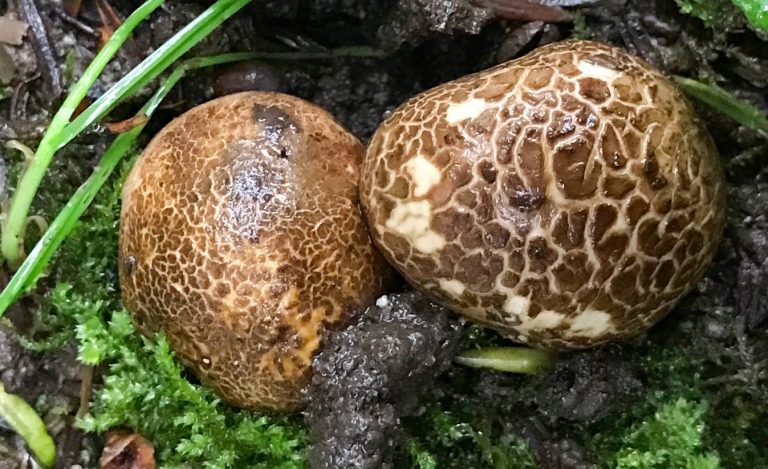 False Truffles: Identification, Look Alikes & Edibility