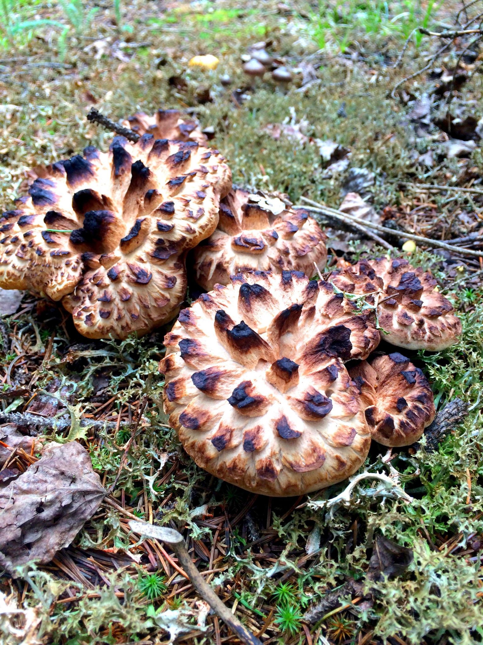 Sarcodon imbricatus: The Scaly Hedgehog Mushroom Benefits and More