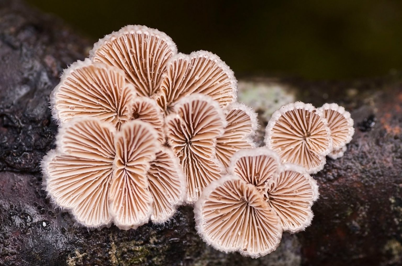 Schizophyllum commune: The Split-Gill Mushroom Benefits & Identification