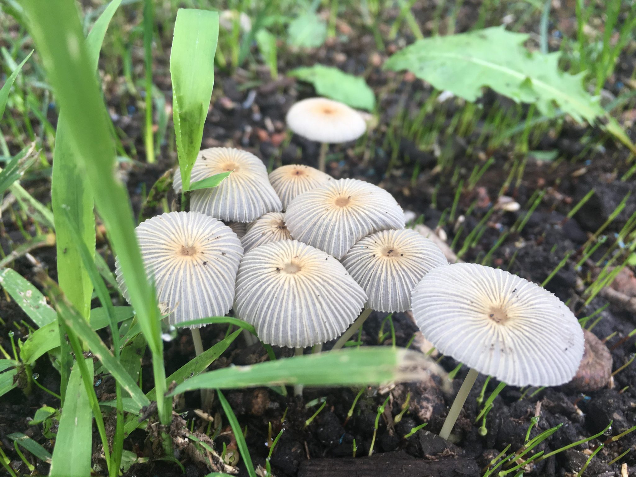 Parasola plicatilis: The Pleated Inkcap Mushroom Identification & More