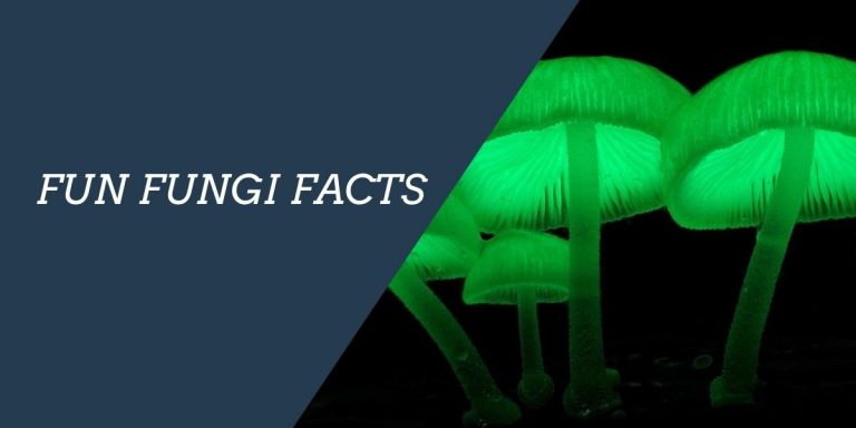 10 Fascinating and Fun Fungi Facts (#10 Will Shock You)