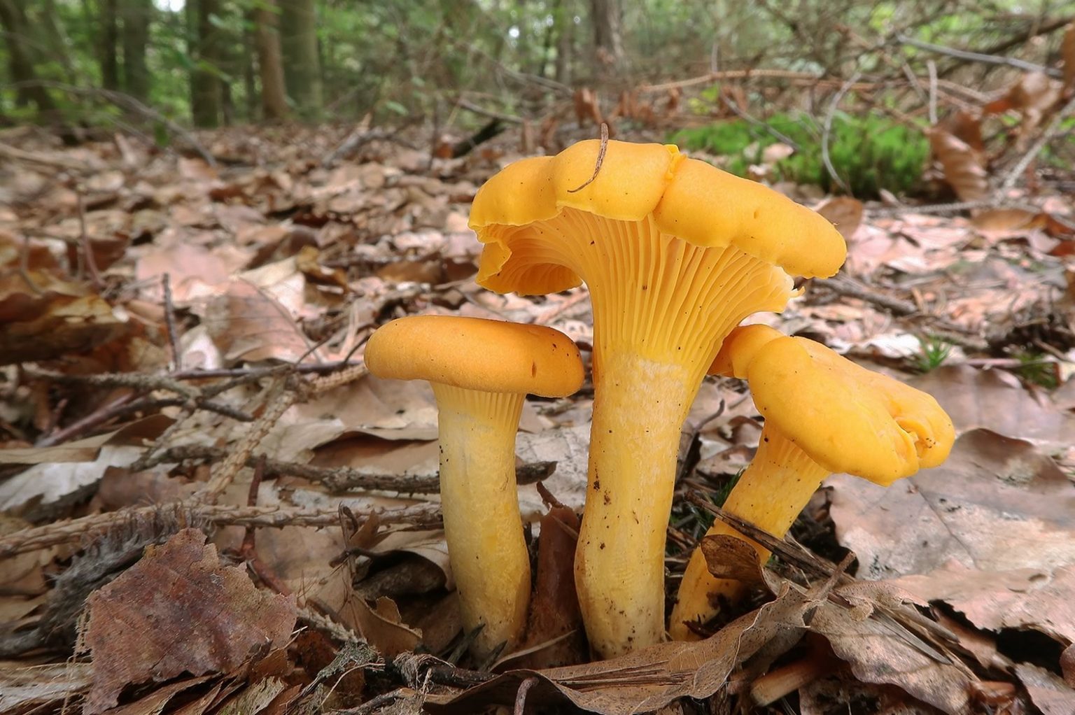 Cantharellus cibarius: The Golden Chanterelle Identification and Benefits