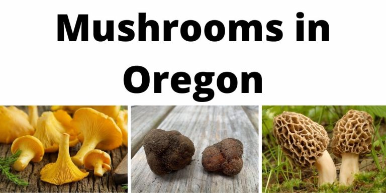 A Comprehensive List of Common Wild Mushrooms in Oregon