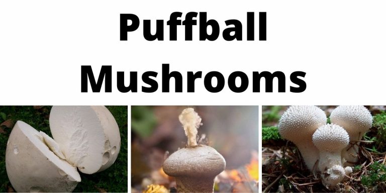 The Ultimate Guide to Puffball Mushrooms: Identification & More