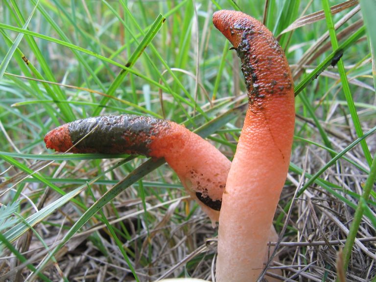 Mutinus Elegans: The Elegant Stinkhorn Identification & Info