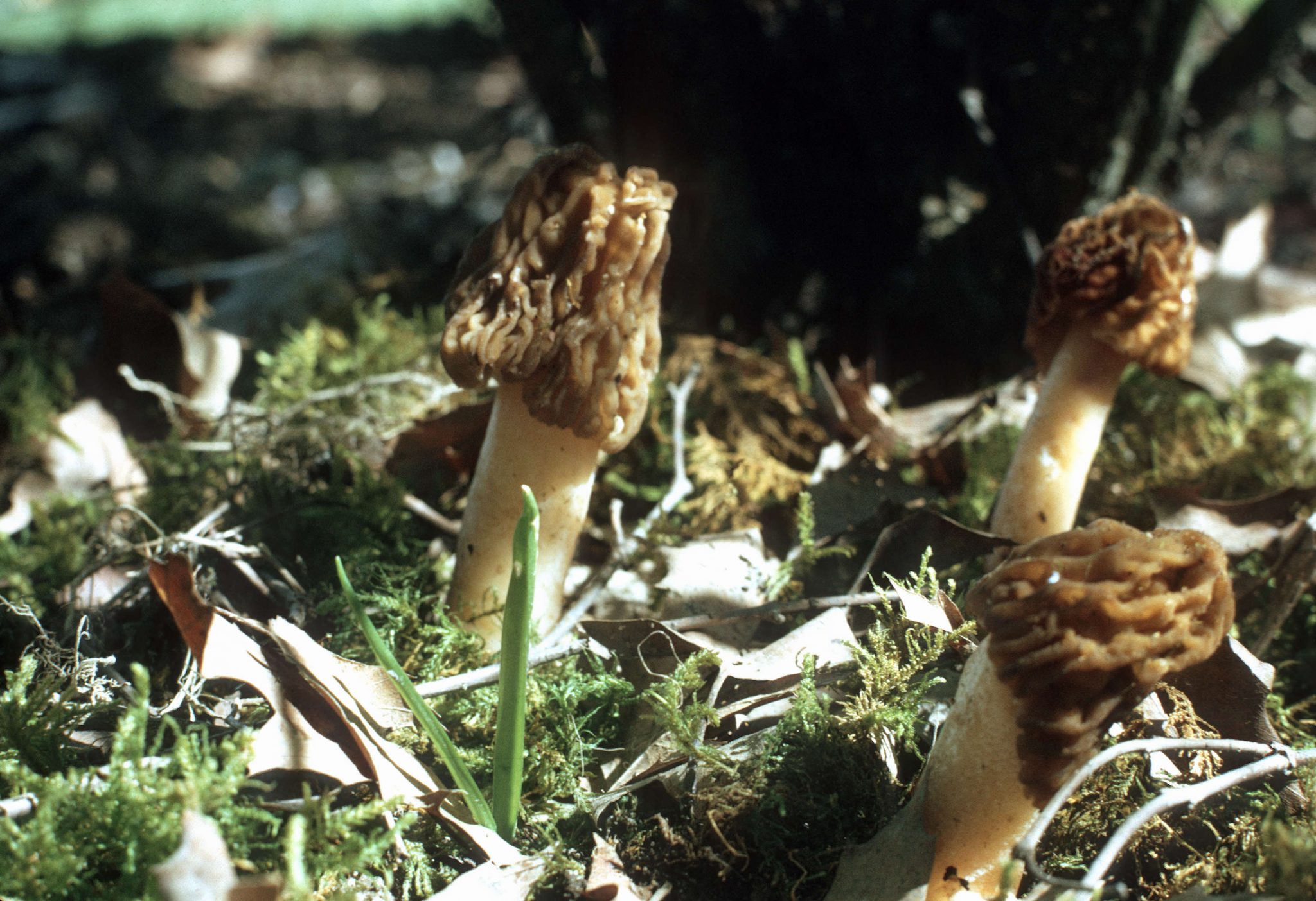 Verpa bohemica: The Early Morel Mushroom Identification & Info