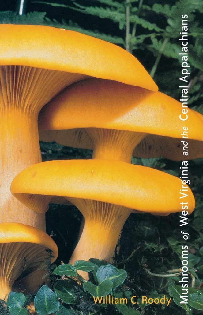 A Comprehensive List of Common Wild Mushrooms in Virginia