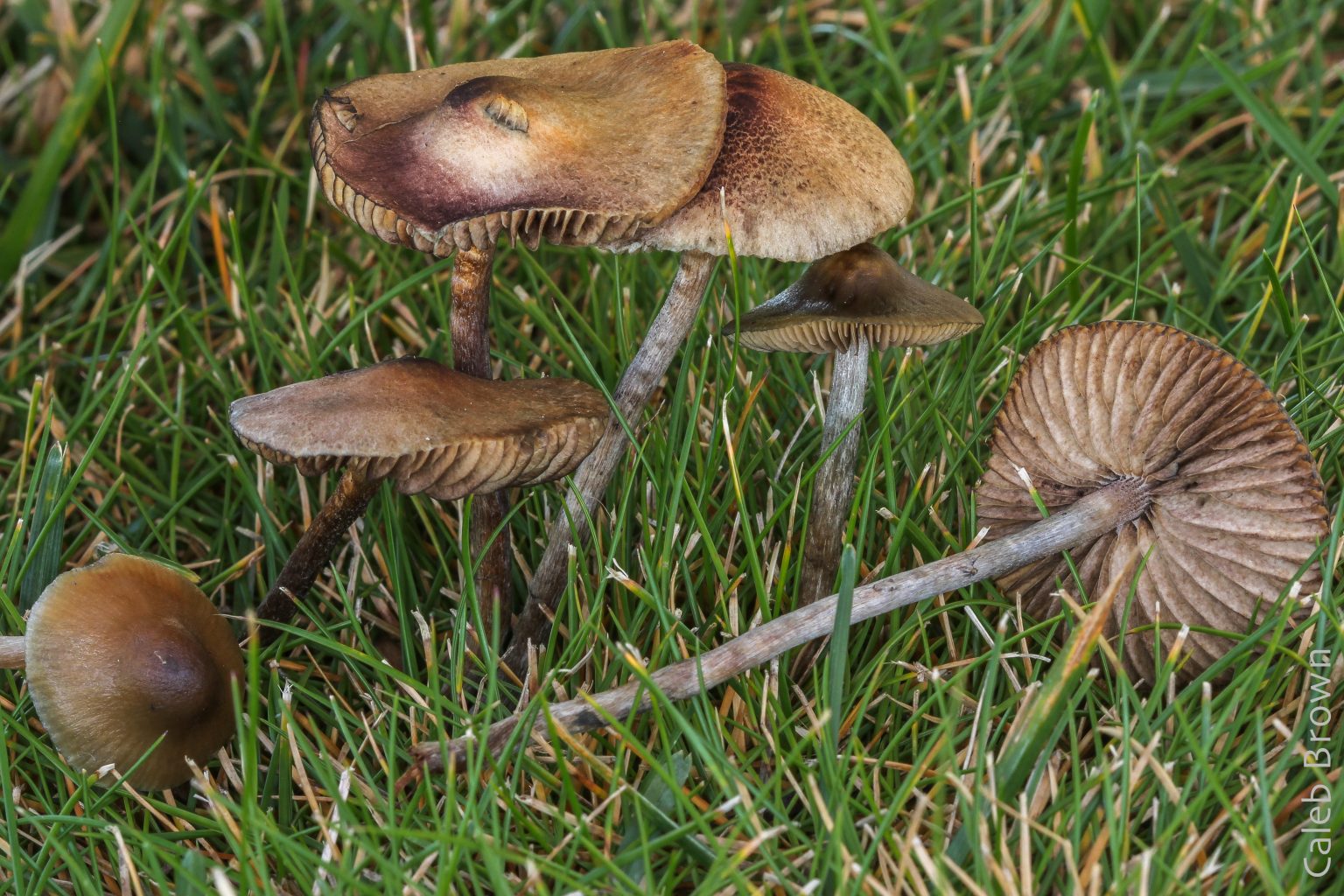 Psychedelic Mushrooms