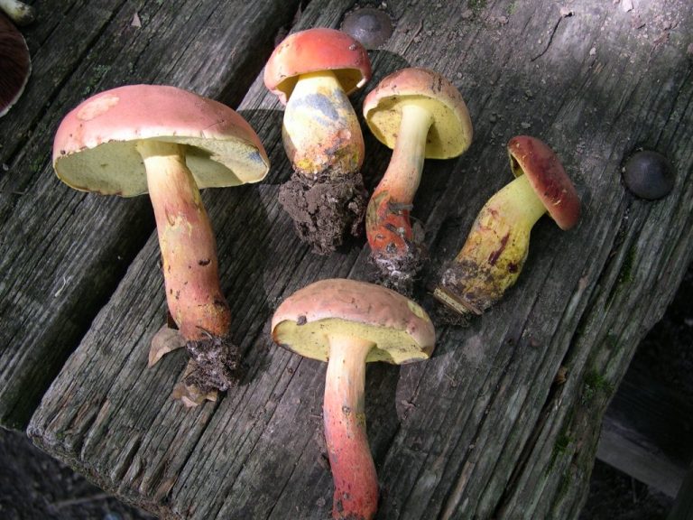 Boletus sensibilis: The Curry Bolete Identification, Look Alikes & Toxicity