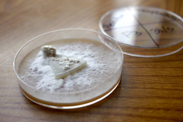 how-to-make-agar-plates-for-growing-mushrooms-recipe-more