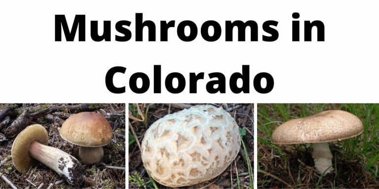 A Comprehensive List of Common Wild Mushrooms in Colorado