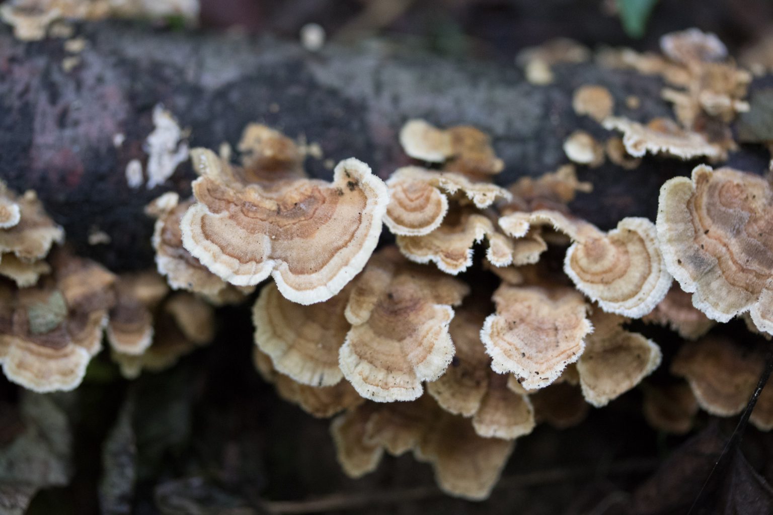 Trametes ochracea: Ochre Bracket Identification, Look Alikes & Edibility