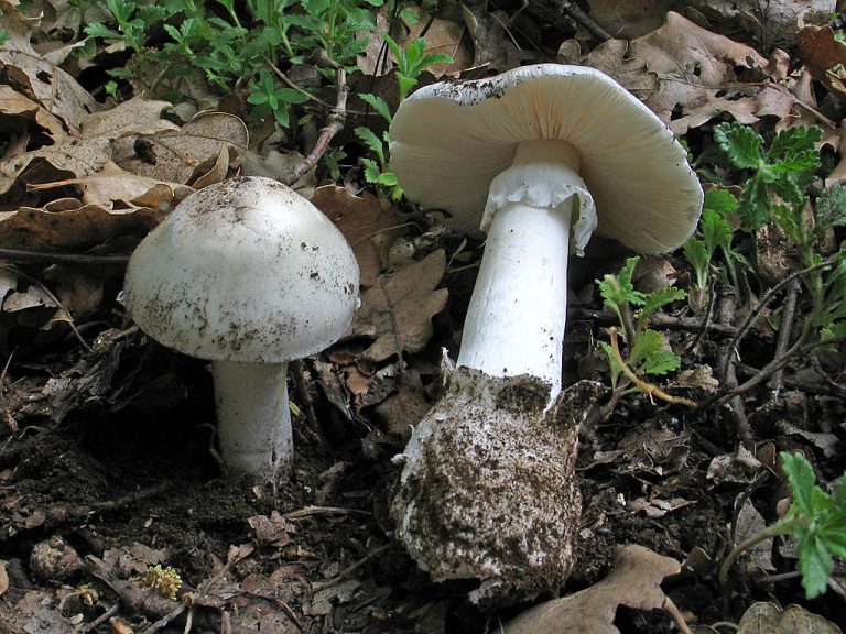 Amanita Verna: Fool’s Mushroom or Spring Destroying Angel Info