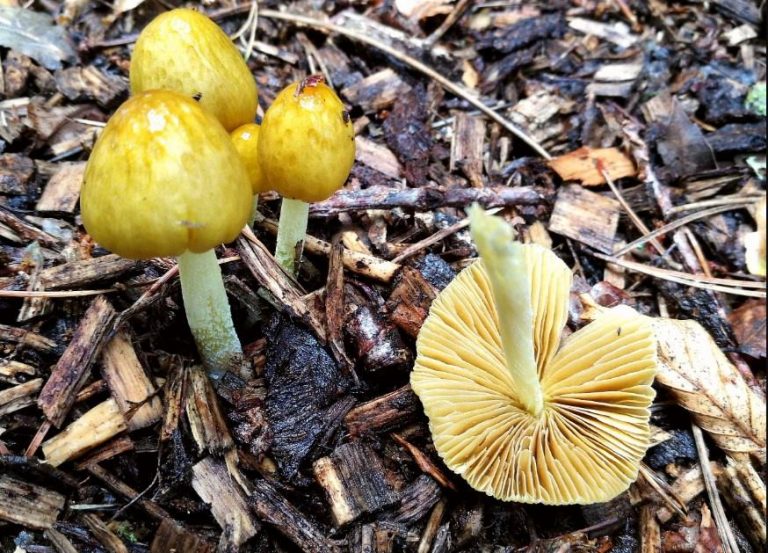 Bolbitius titubans: Yellow Fieldcap Identification, Look Alikes & Edibility