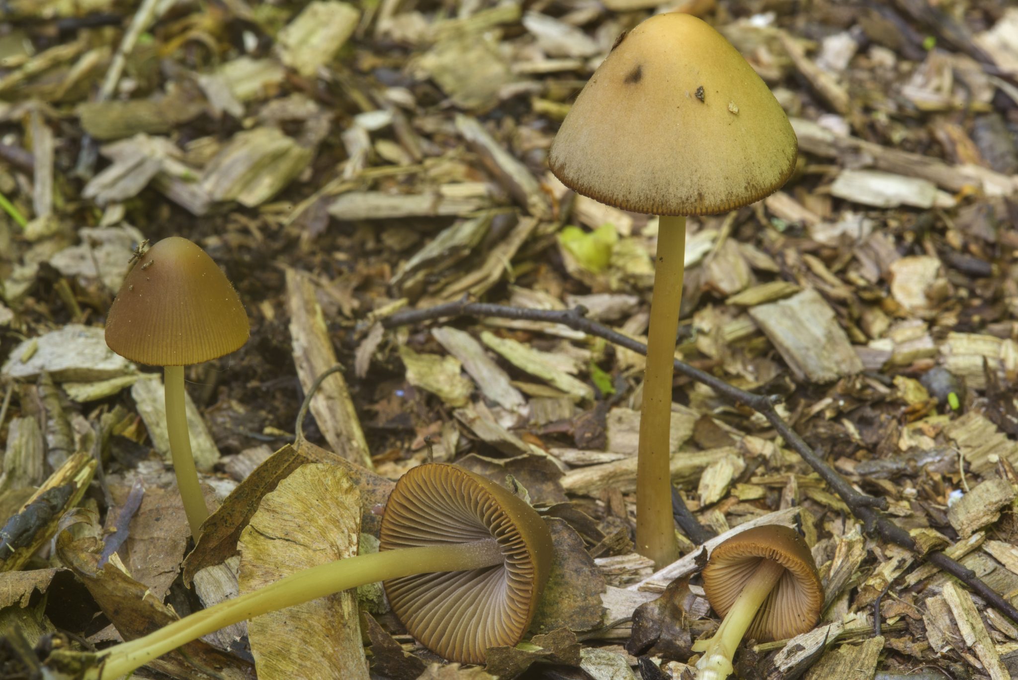 Conocybe Tenera: The Brown Dunce Cap Identification & Look Alikes