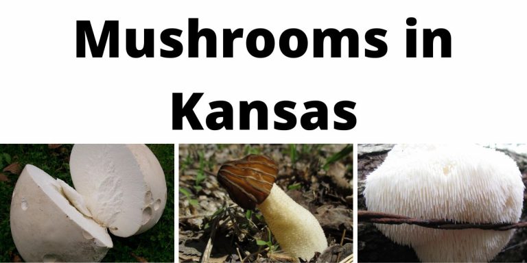 A Comprehensive List of Common Wild Mushrooms in Kansas