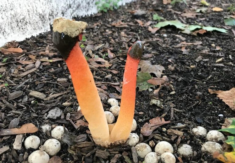 Phallus rubicundus: Identification, Look Alikes & Edibility