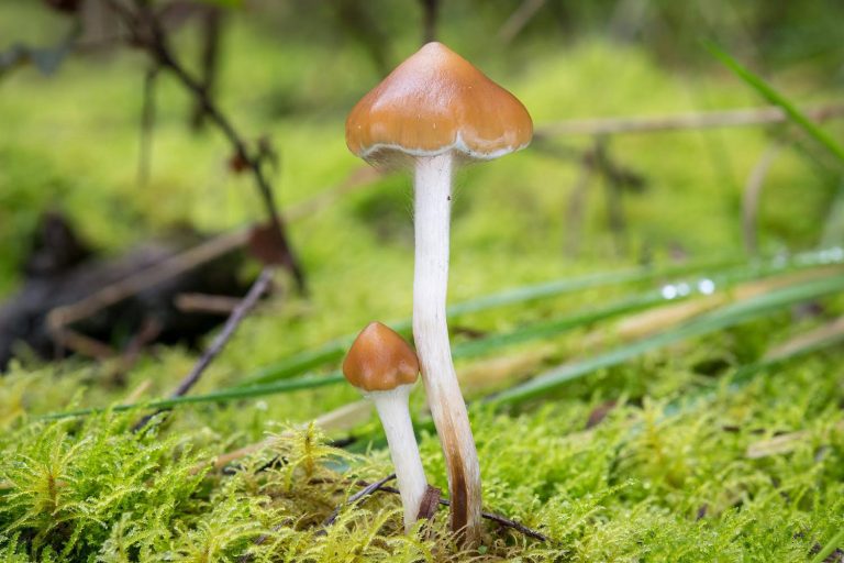 Psilocybe subaeruginosa: Potency, Trip Effects, Dosage & Growing