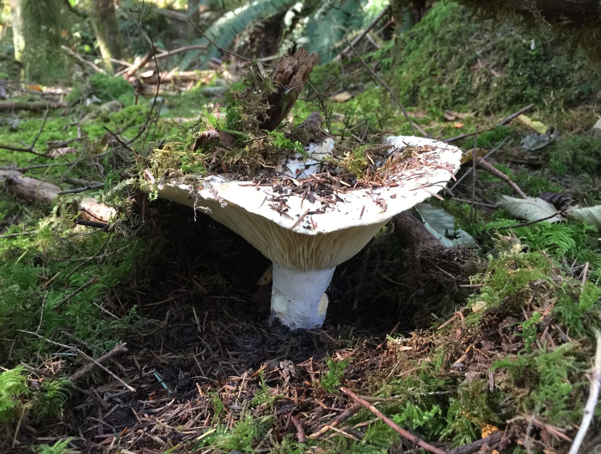 Russula brevipes: Short-Stemmed Russula Identification & Look Alikes