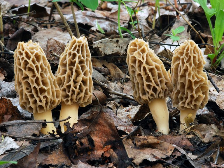 Morchella americana: The Blonde Morel Identification & Look alikes