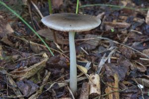 Pluteus salicinus: Potency, Trip Effects, Dosage & Growing